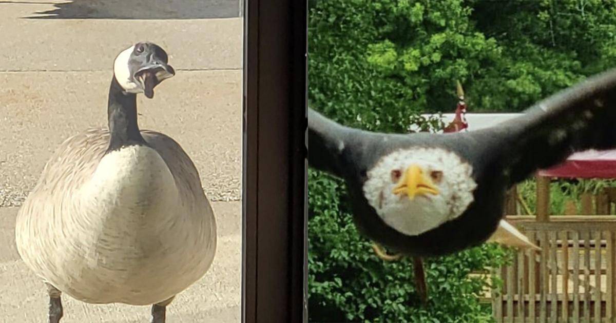 Hier heb je de 21 minst fotogenieke vogels ter wereld, fijn weekend ...